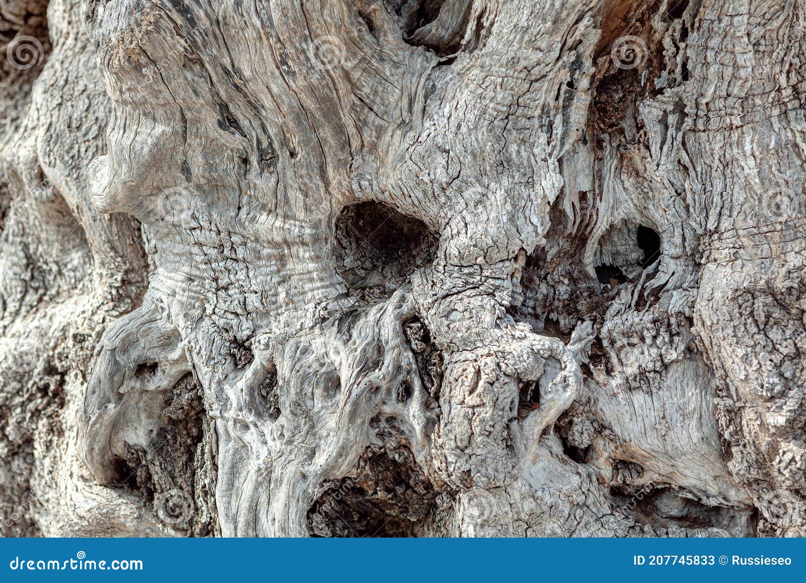 Rough Tree Bark stock image. Image of forest, detail - 207745833