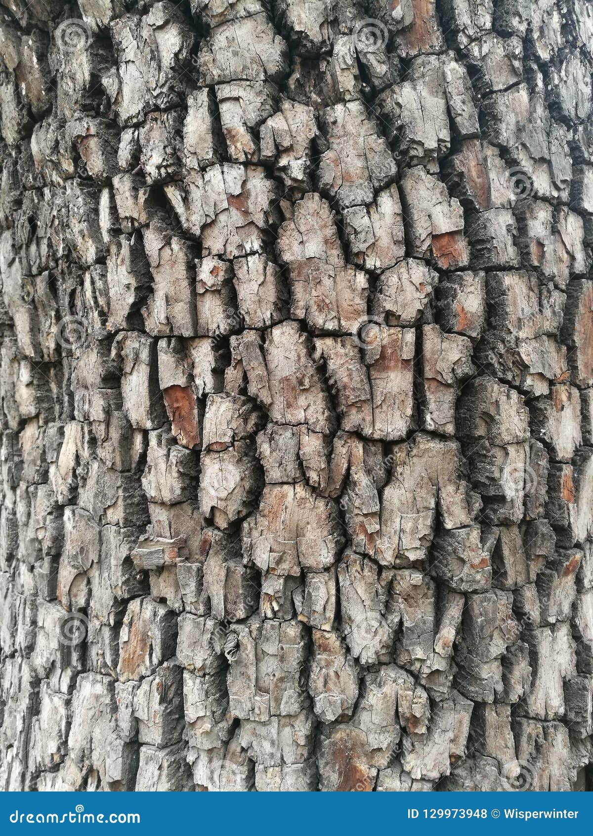 Rough Tree Bark with Square Shape Patterns Stock Photo - Image of bark ...