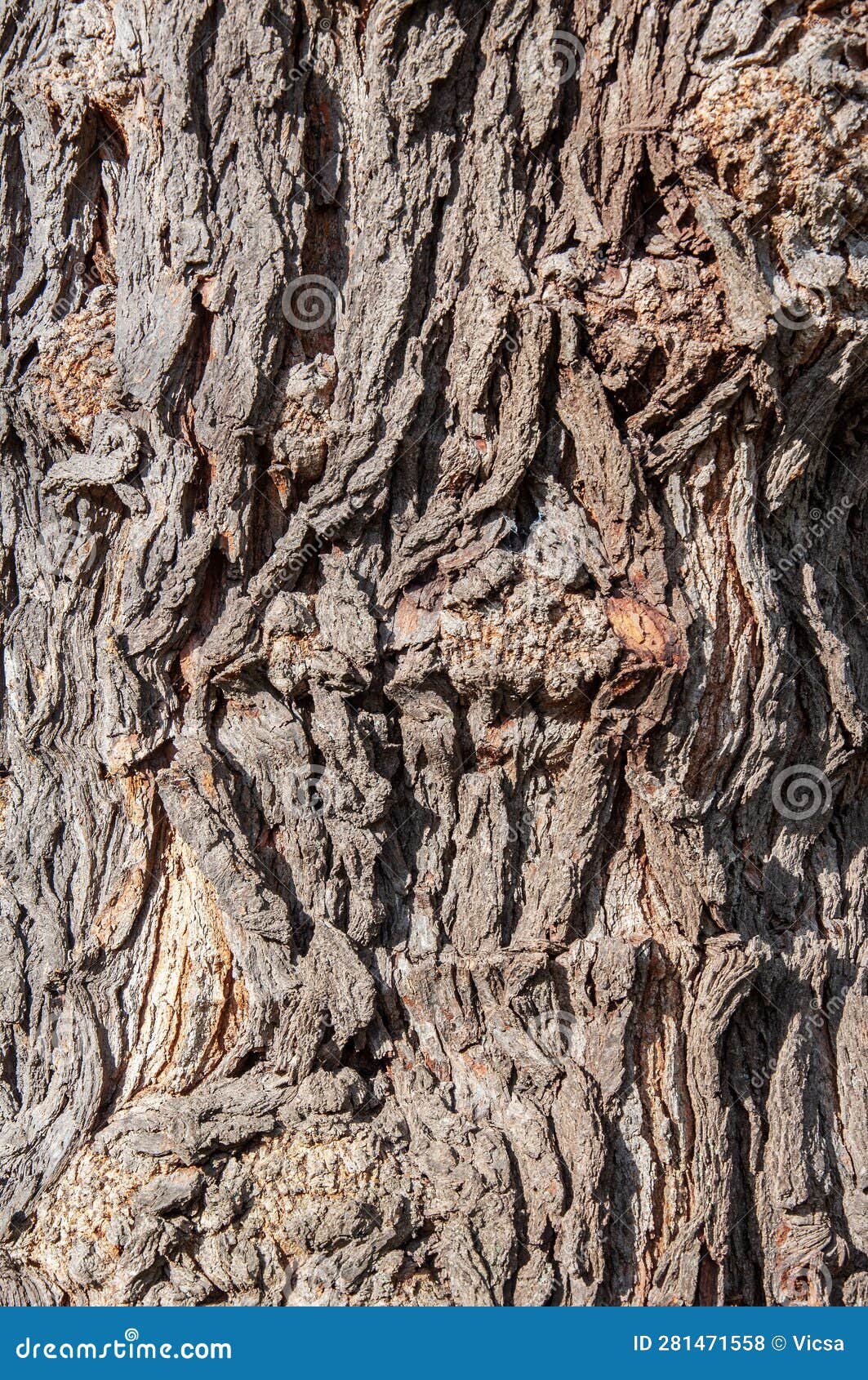 Closeup of Rough Tree Bark Texture Stock Photo - Image of dark ...
