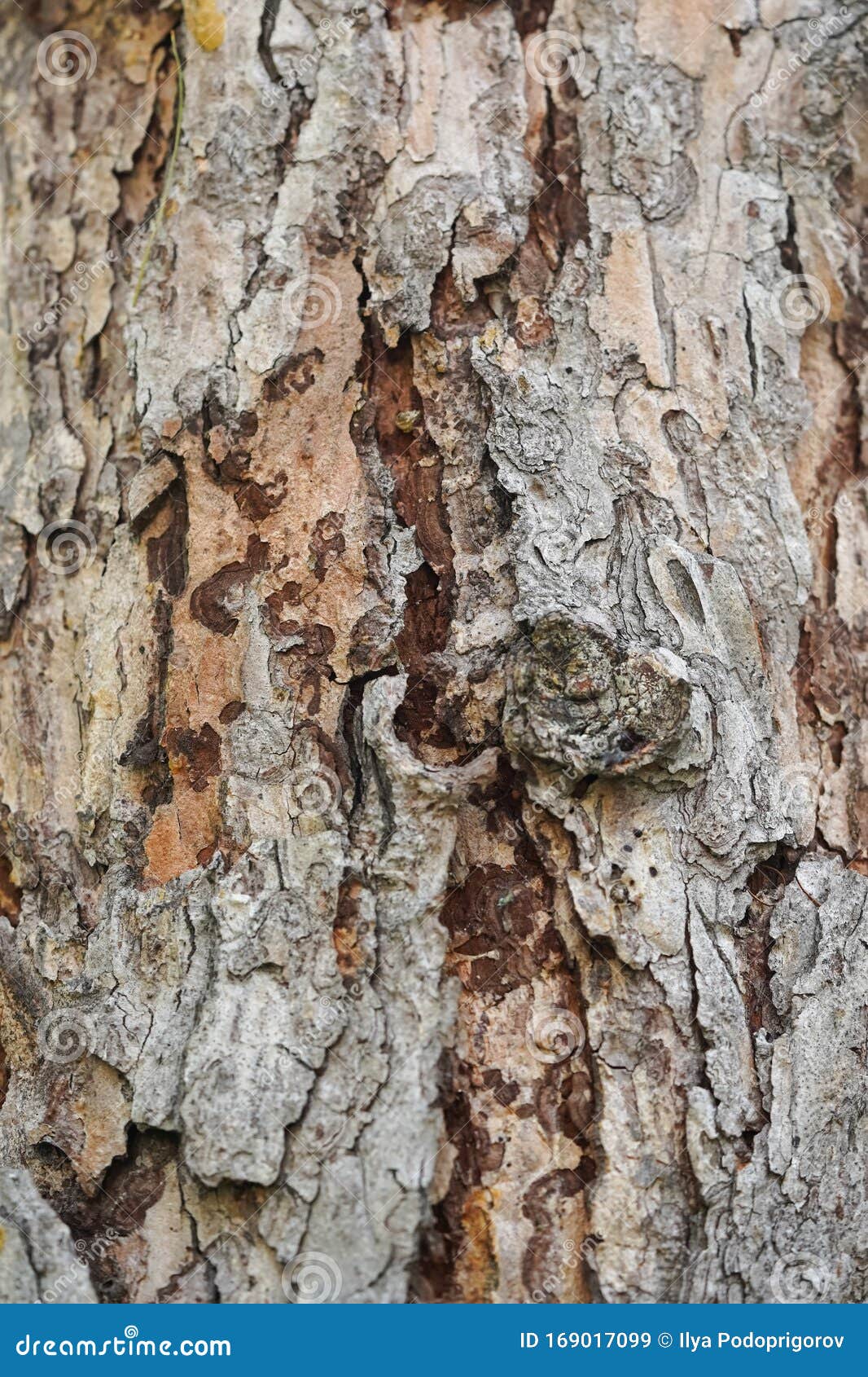 Rough Tree Bark Texture Background Stock Image - Image of trunk, tree ...