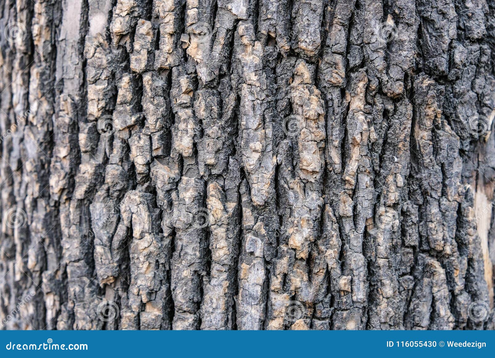 Rough Tree Bark Texture Vertical Background Stock Photo | CartoonDealer ...