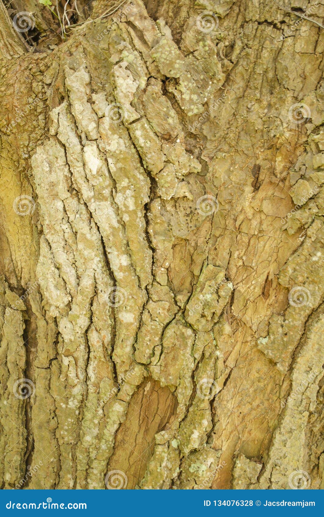 Rough Tree Bark Texture stock photo. Image of trunk - 134076328