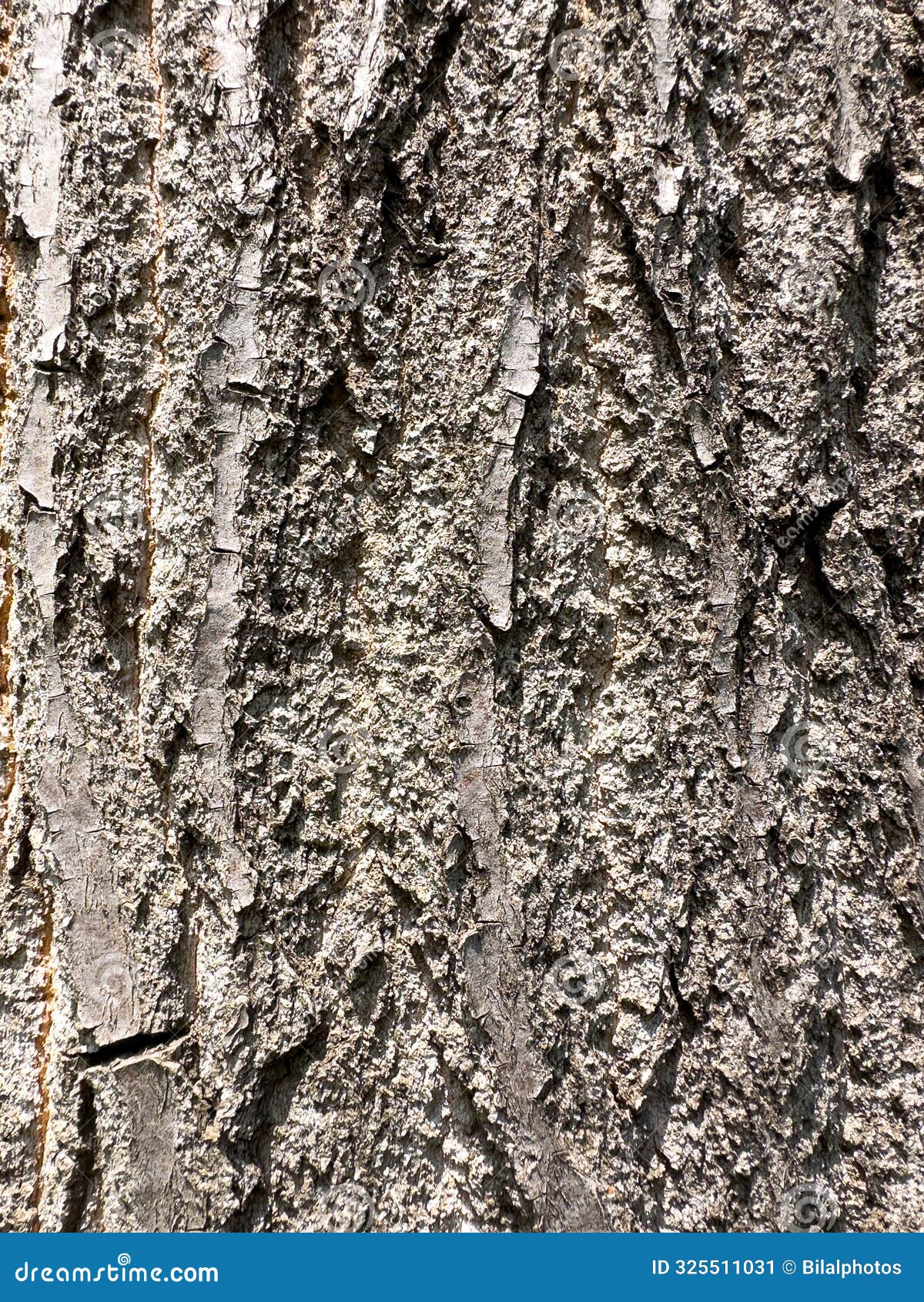 Rough Tree Bark Texture Close-up Vertical Background Stock Image ...