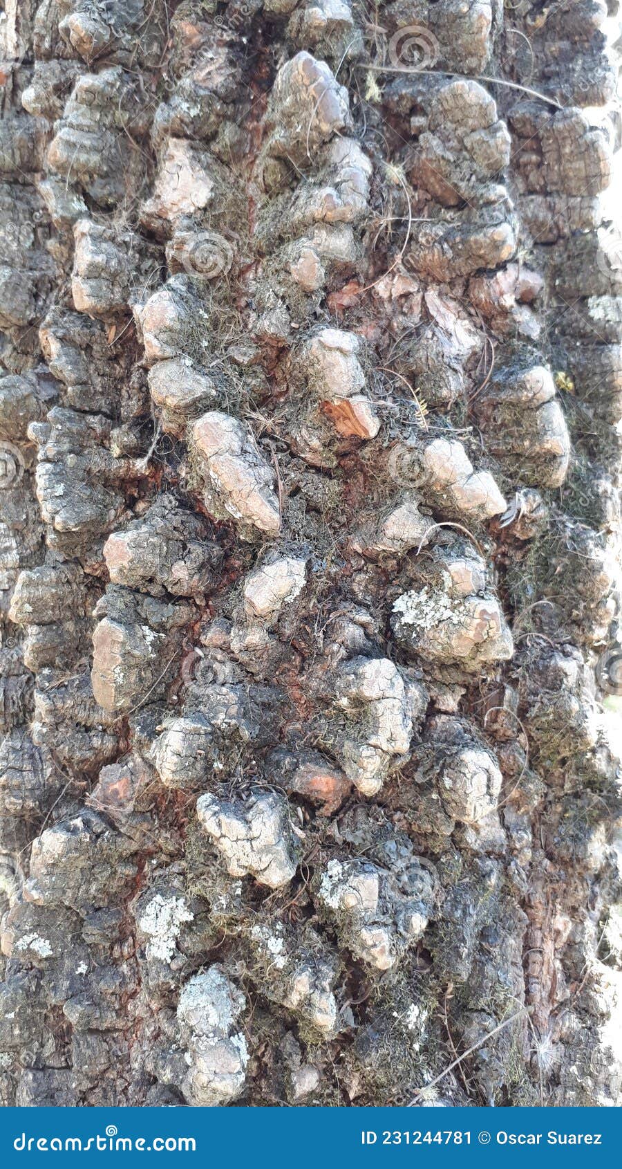 Rough Tree Bark, Texture for Multiple Uses Stock Image - Image of leaf ...