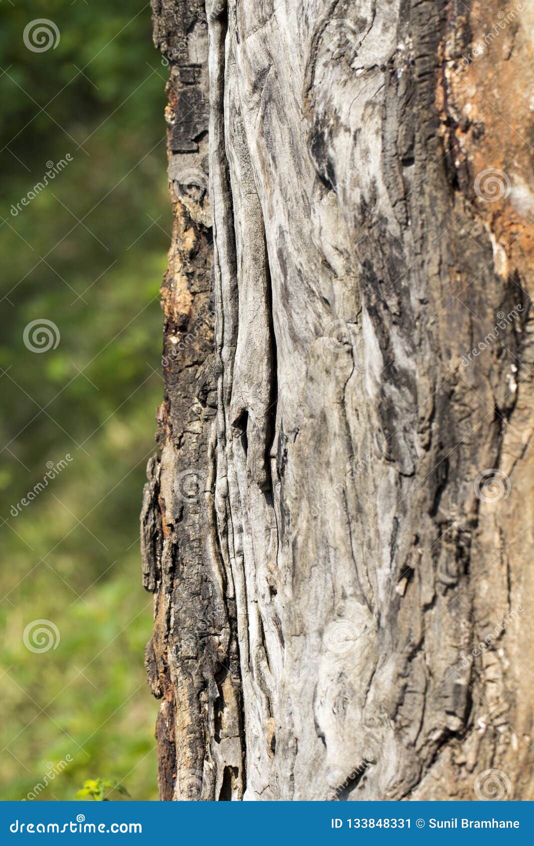 Rough Tree Bark Texture stock image. Image of forest - 133848331