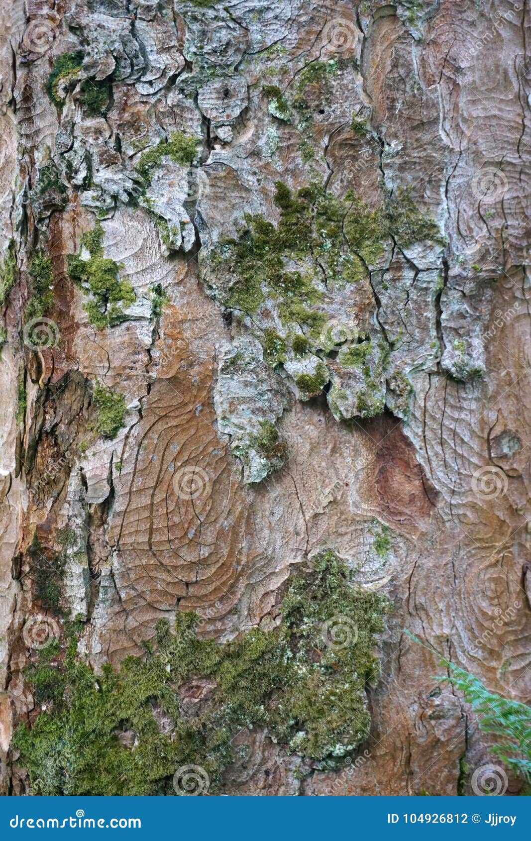 Rough Tree Bark Texture Vertical Background Stock Photo | CartoonDealer ...