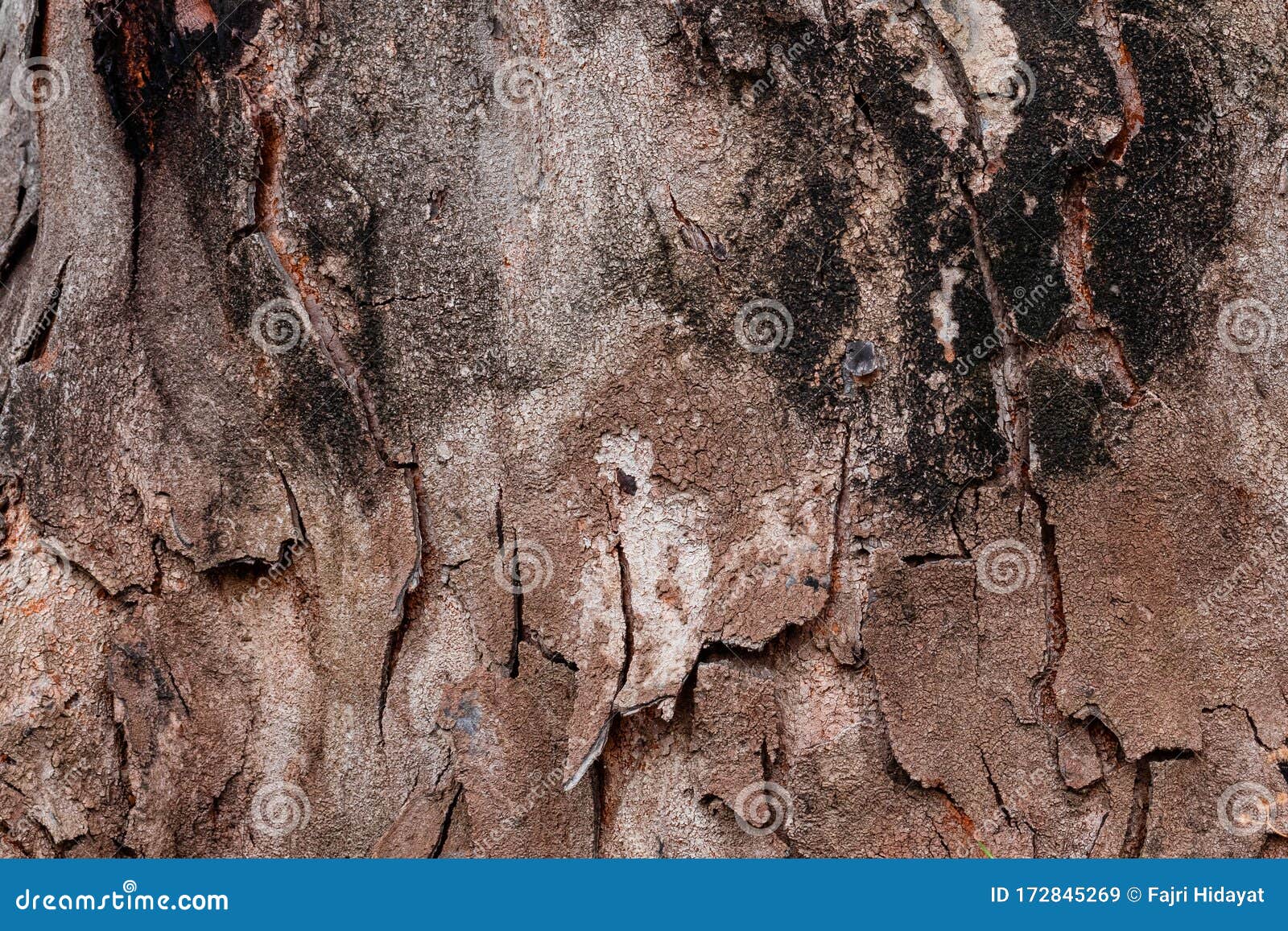 Rough Tree Bark Texture. Wood Bark Background Stock Image - Image of ...