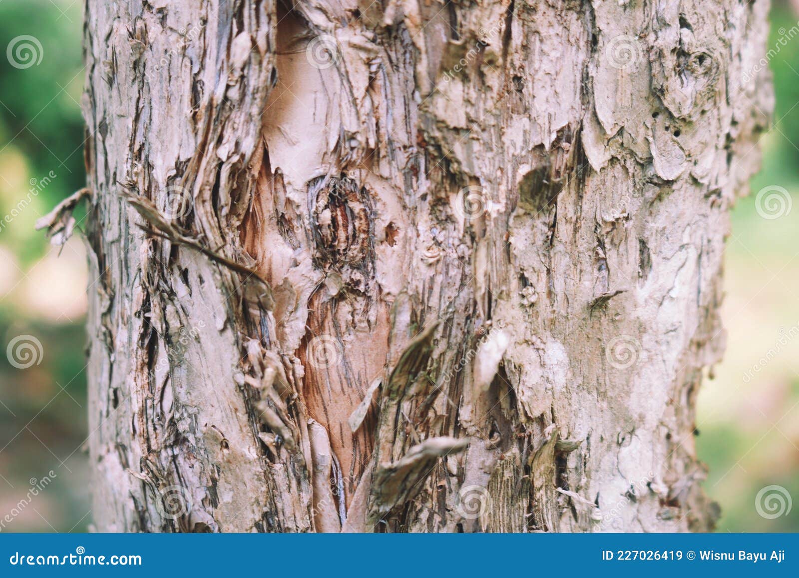 Rough Tree Texture Surface Close Up Stock Image - Image of texture ...