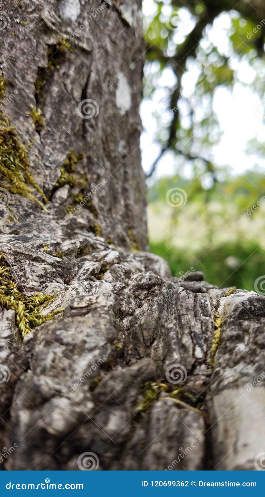 Rough tree trunk and limb. stock photo. Image of limb - 120699362