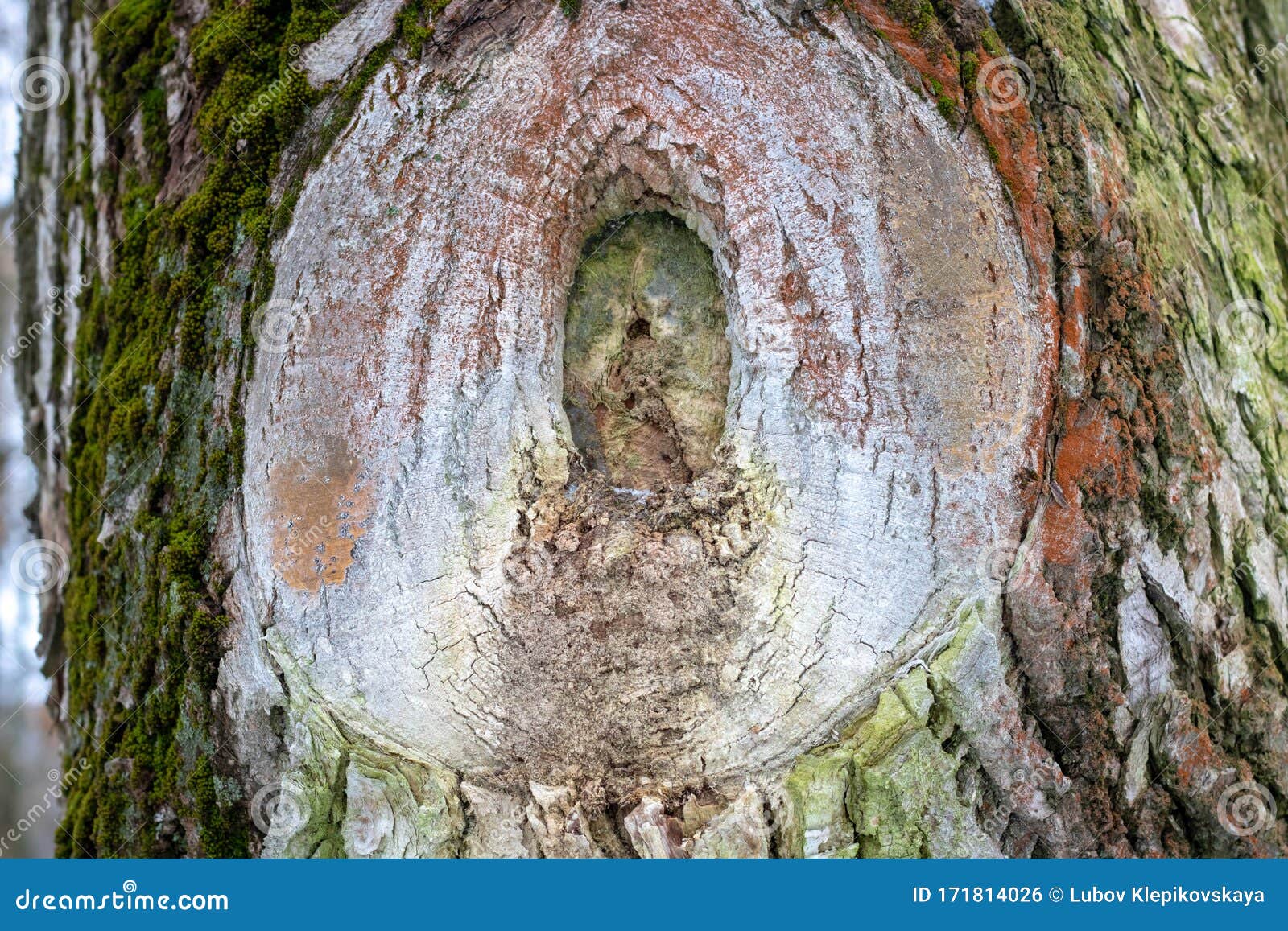 Rough Tree Trunk Surface with a Big Tree Knot Surrounded with Green ...
