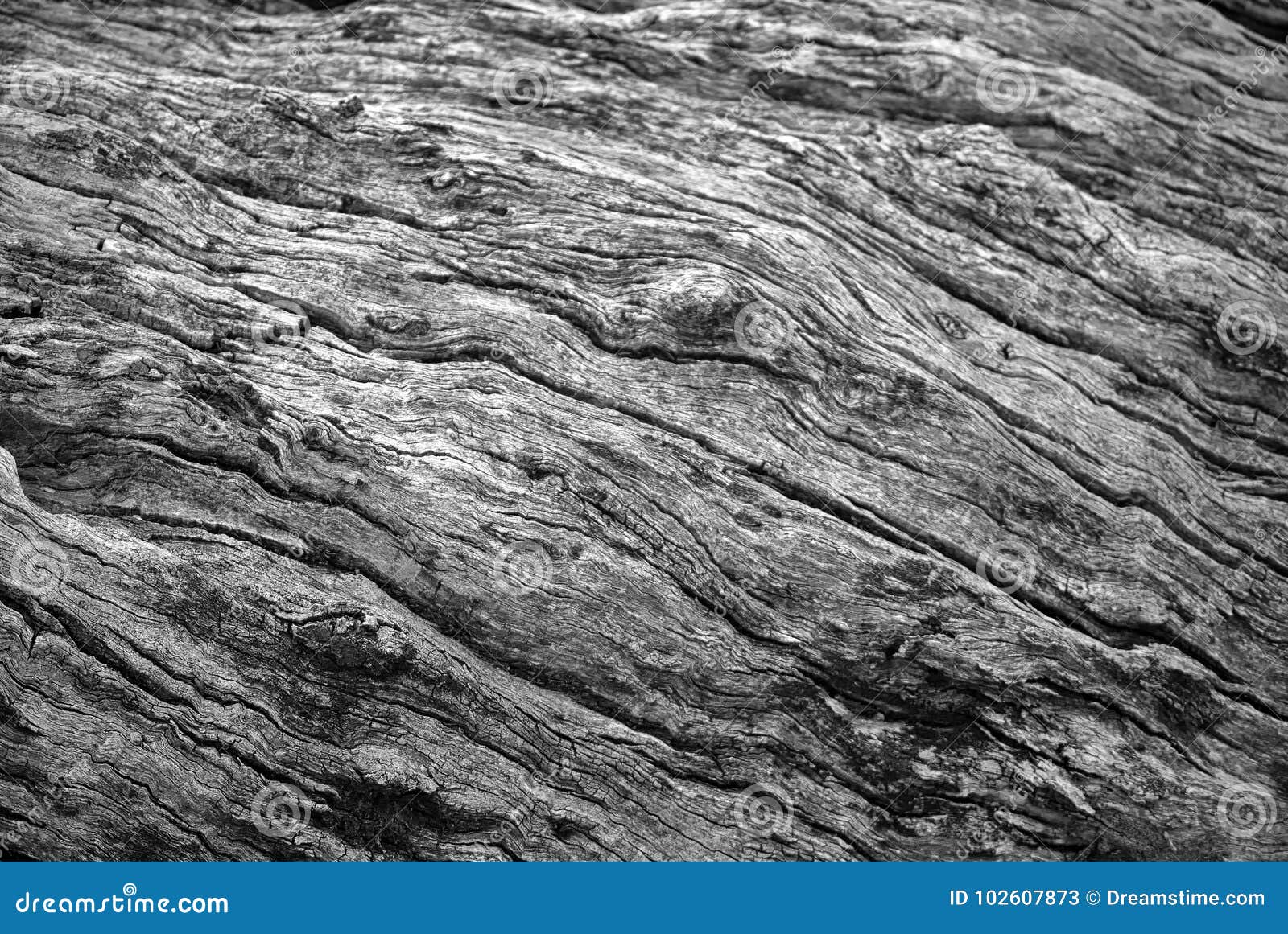 Rough tree trunk surface stock image. Image of backdrop - 102607873