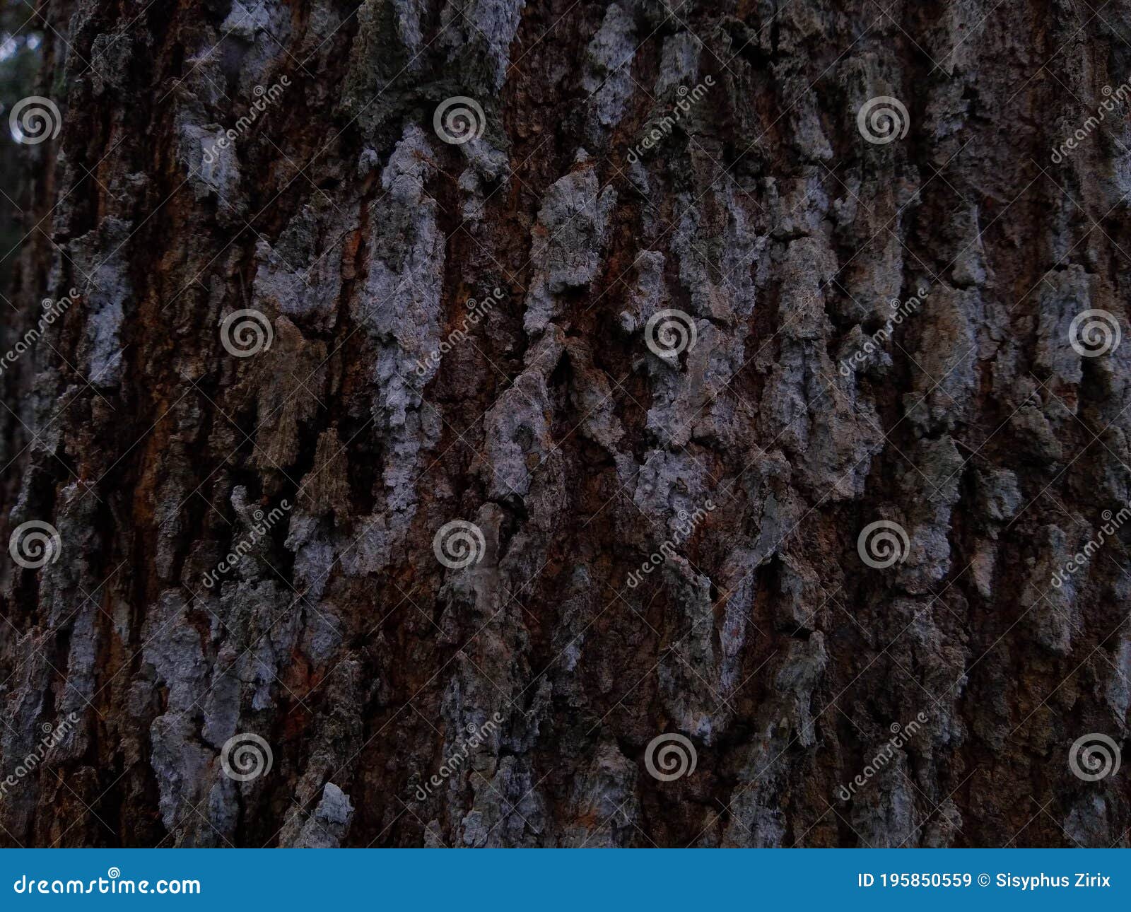 Rough Tree Trunk Texture Close-up View Stock Image - Image of wood ...