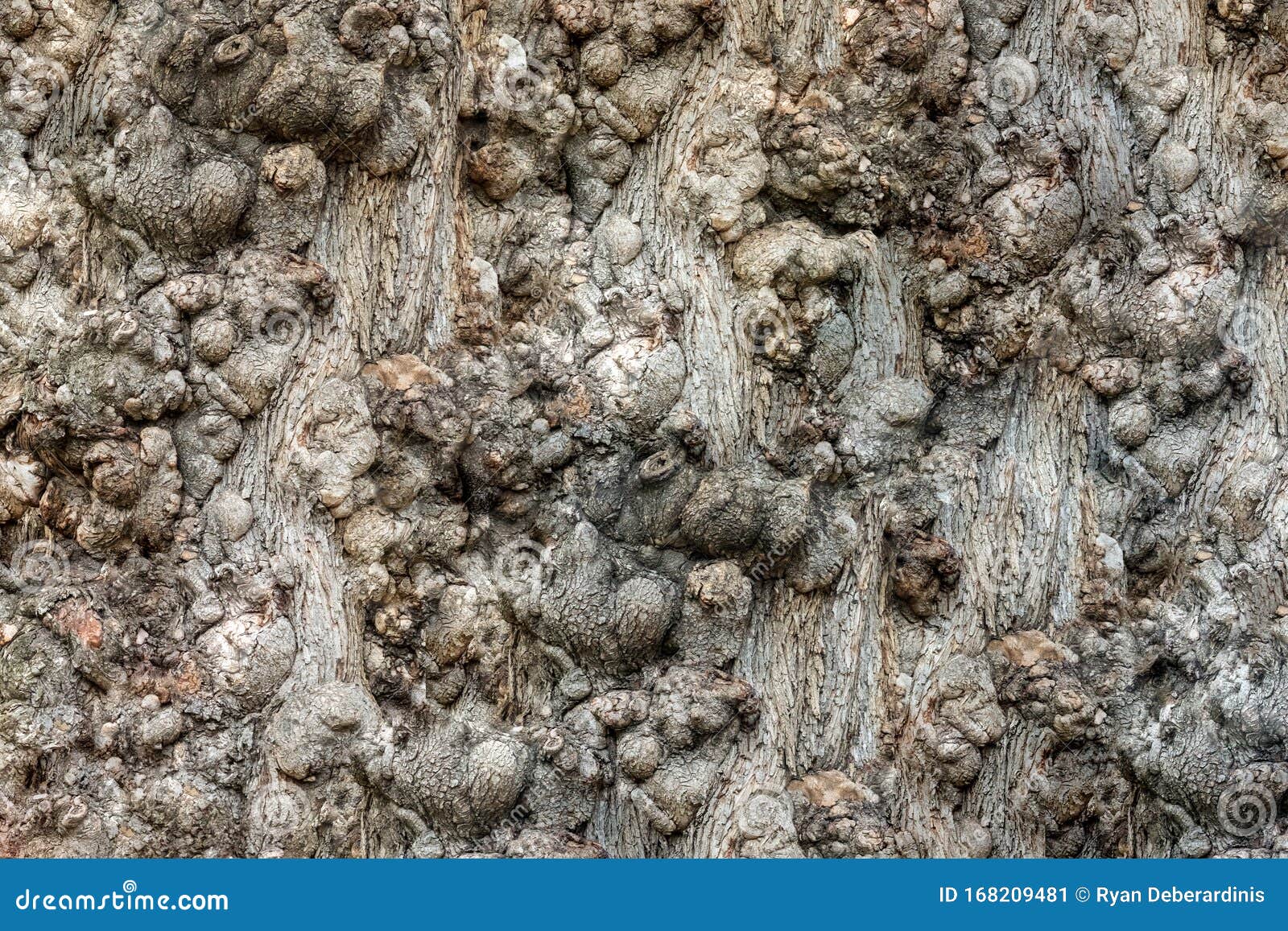Rough and Twisted Bark on an Old Tree Creates a Natural Texture Stock ...
