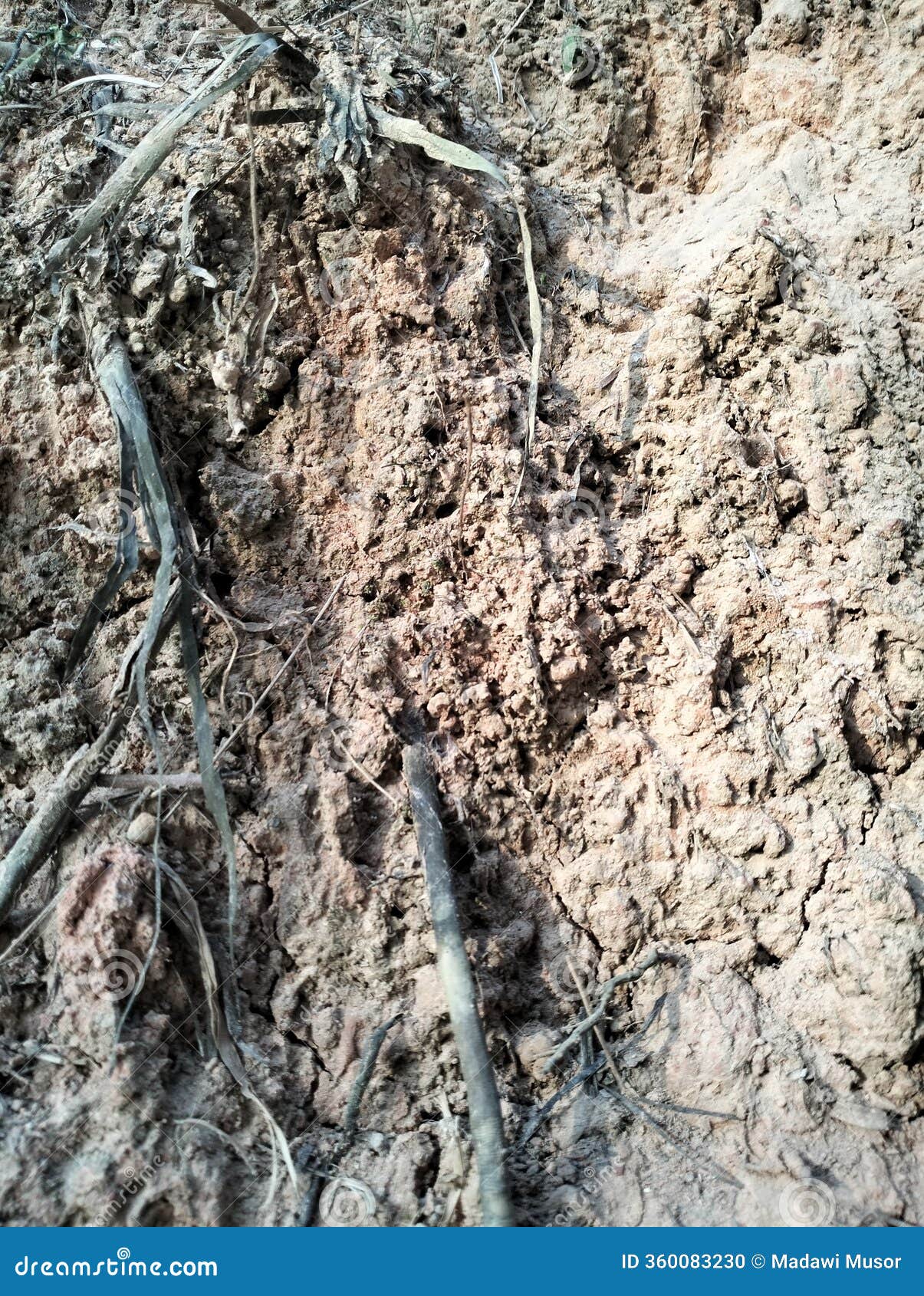 Rough, Uneven Surface of Dry, Compacted Soil with Visible Clumps and ...