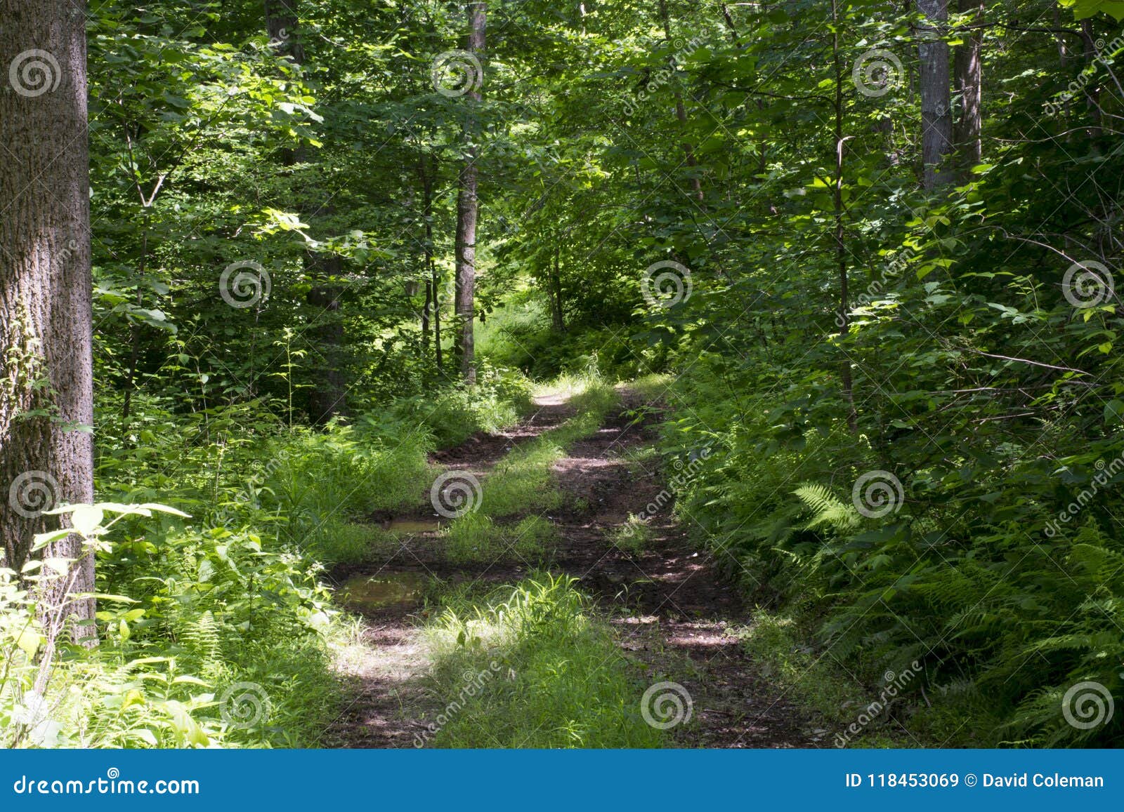 Rough Road through the Forest Stock Image - Image of lane, leads: 118453069