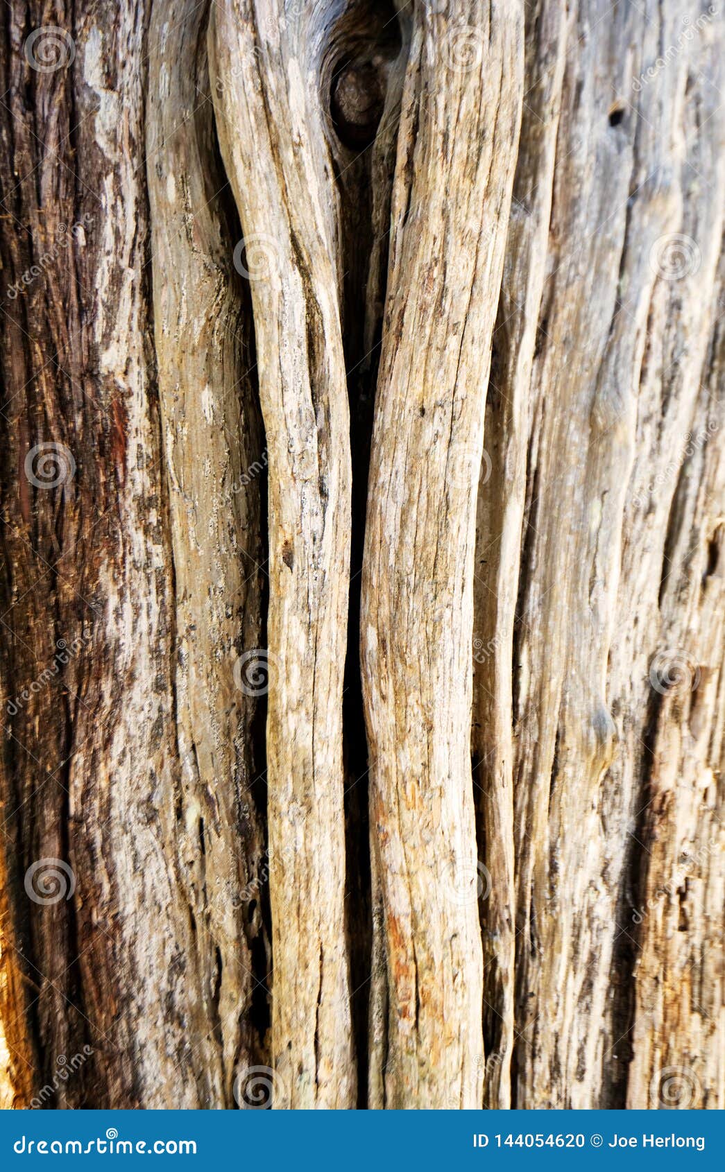 The Rough and Weathered Bark of a Cedar Tree. Stock Photo - Image of ...