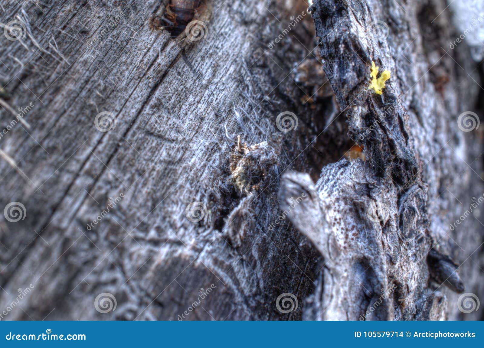 Rough Weathered Tree Log Texture Bark Surface Stock Photo - Image of ...