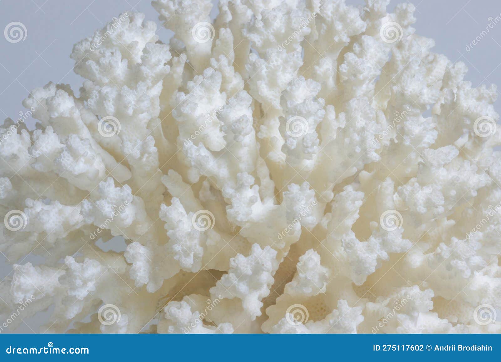 White Spiny Puffball Lycoperdon Echinatum Pers. Stock Photo ...