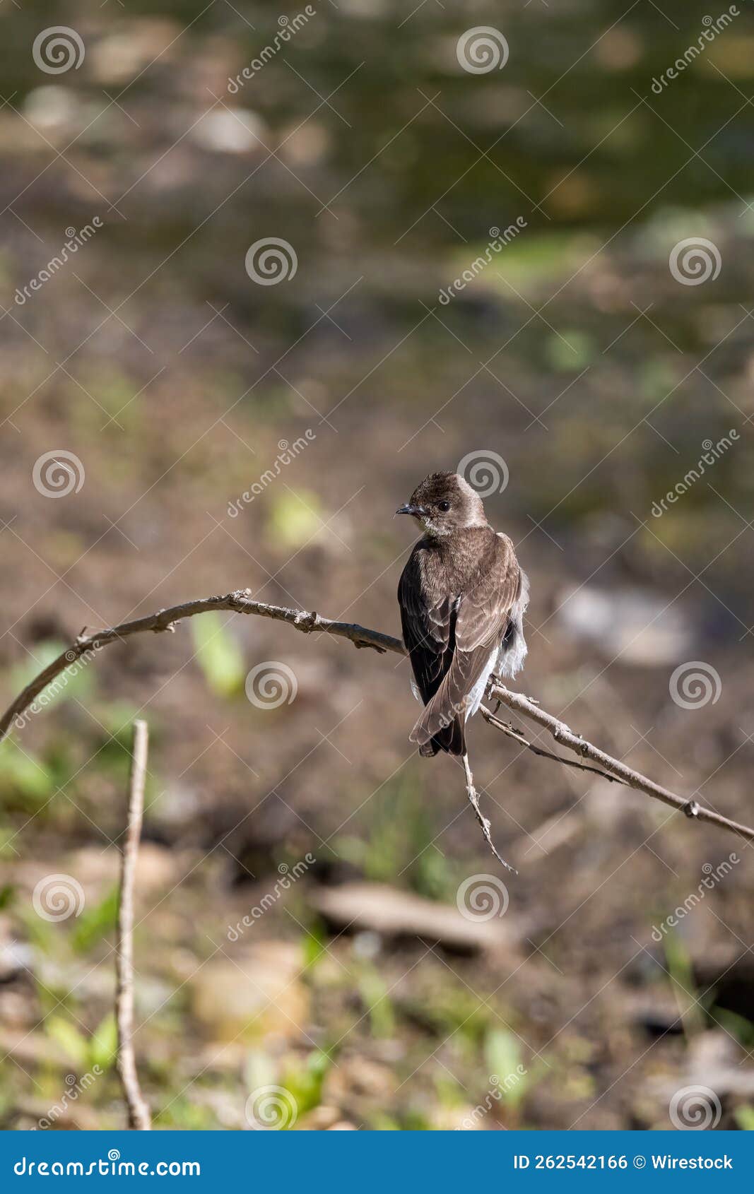 Rough-winged Swallow Bird on a Branch of a Tree Stock Photo - Image of ...