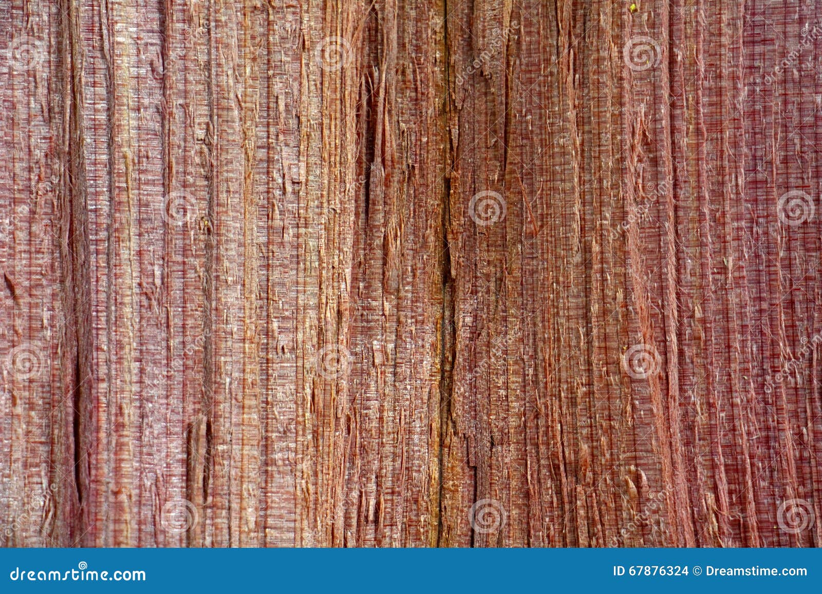 Rough Wood Grain, Juniperus Virginiana Stock Photo - Image of cedar ...