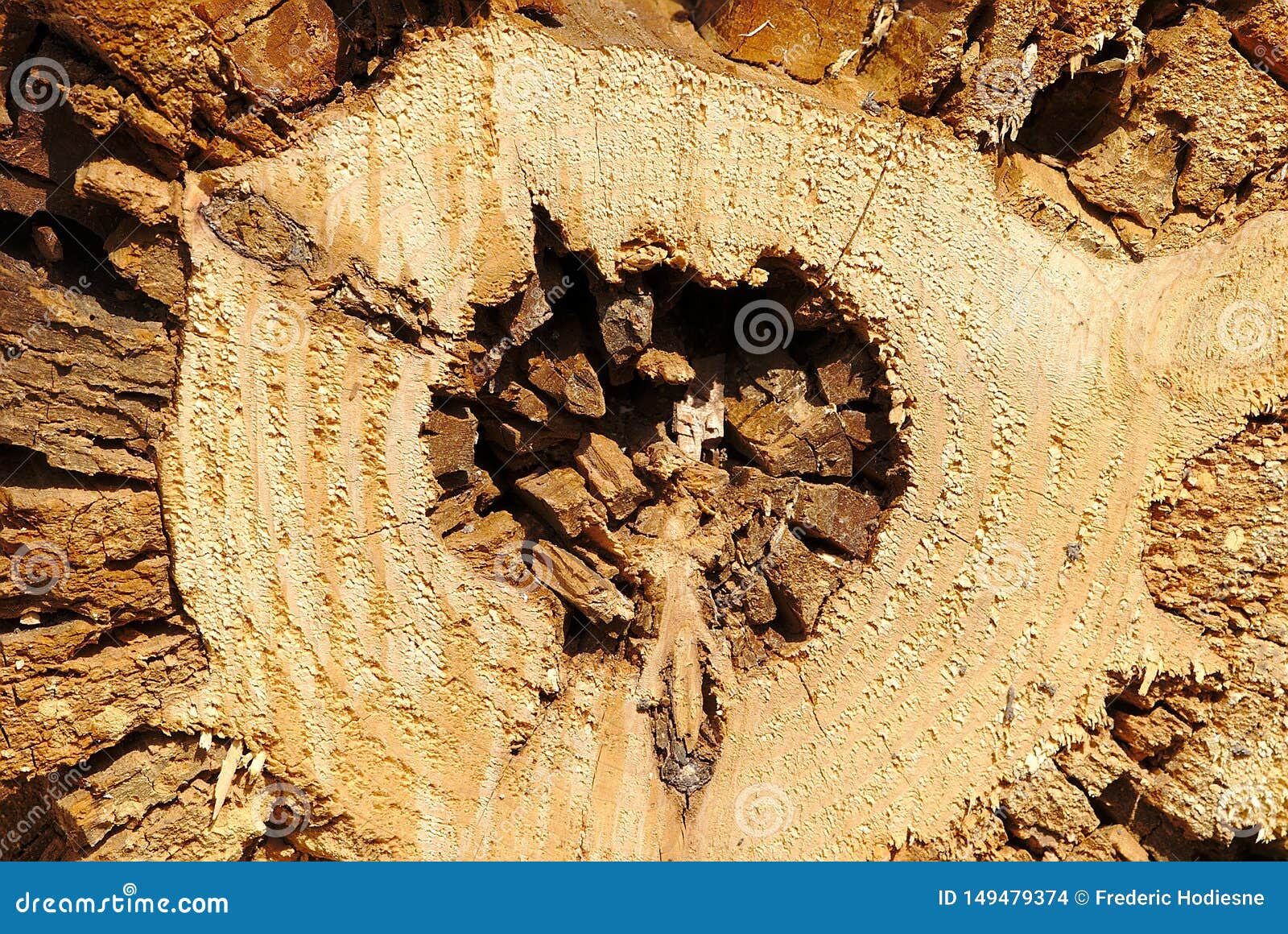 Rough wood logs texture stock photo. Image of logs, background - 149479374