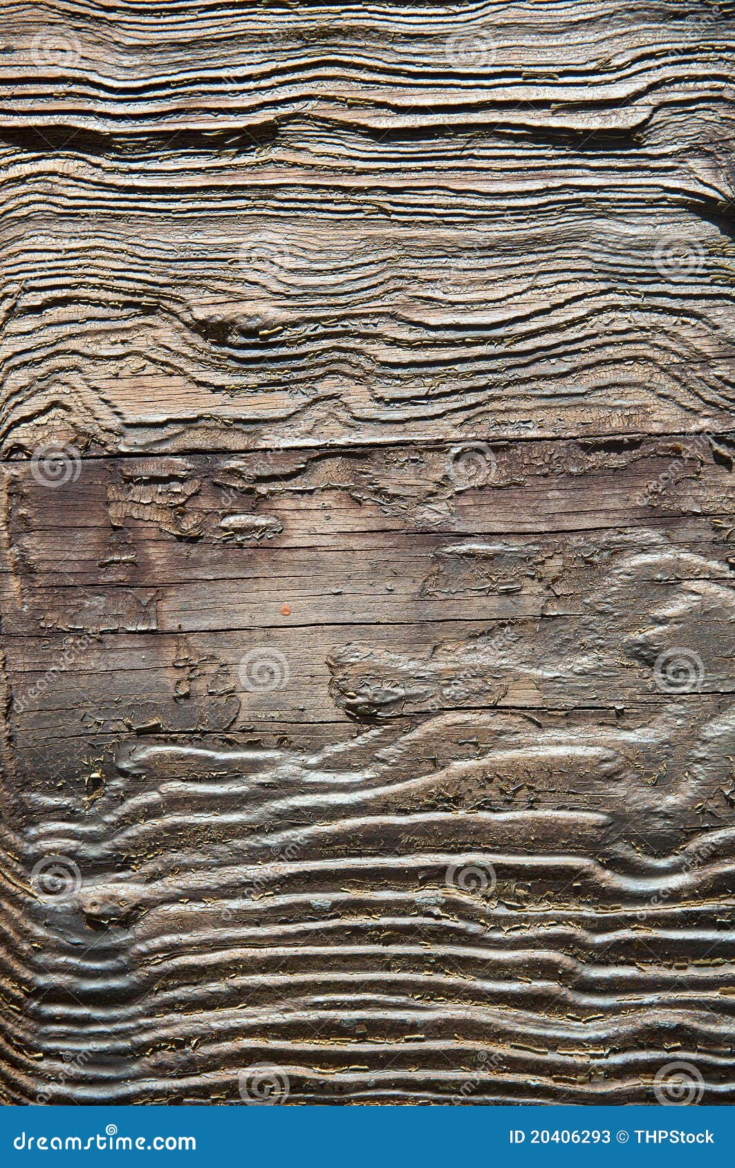Rough Wood Texture stock image. Image of surface, grunge - 20406293