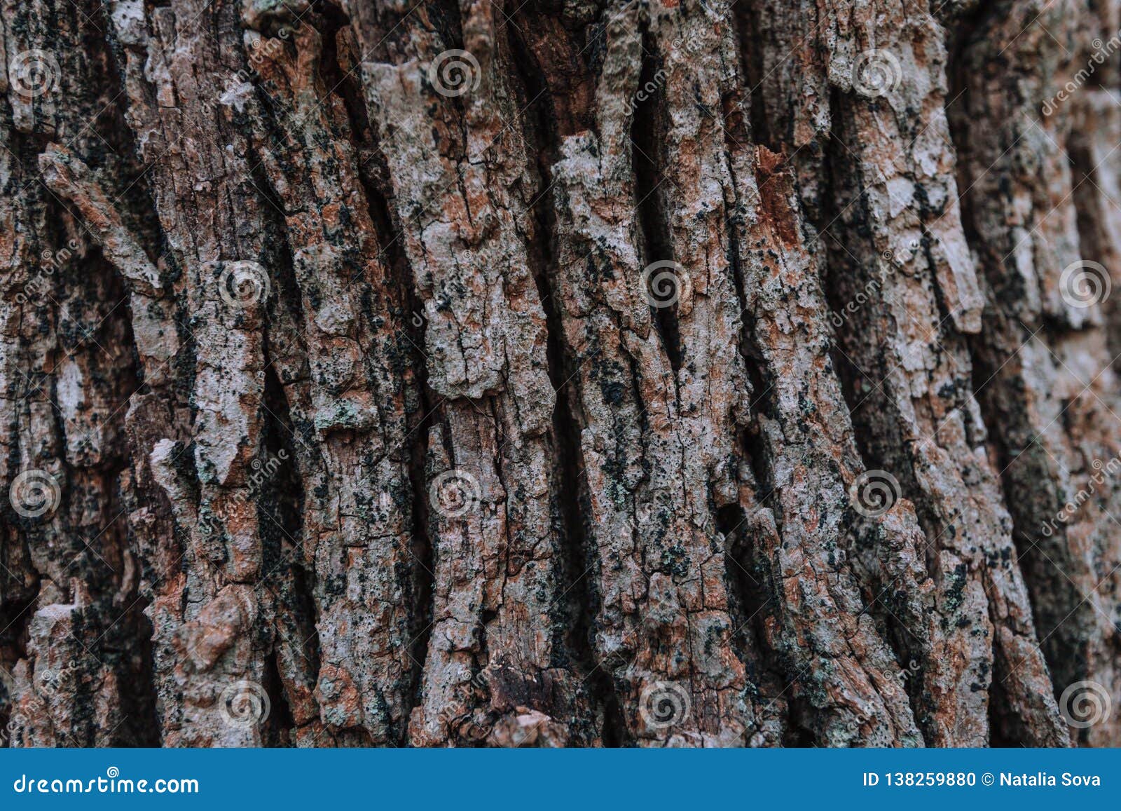 Rough Wooden Texture of a Tree Surface in a Forest and Wood Pattern ...