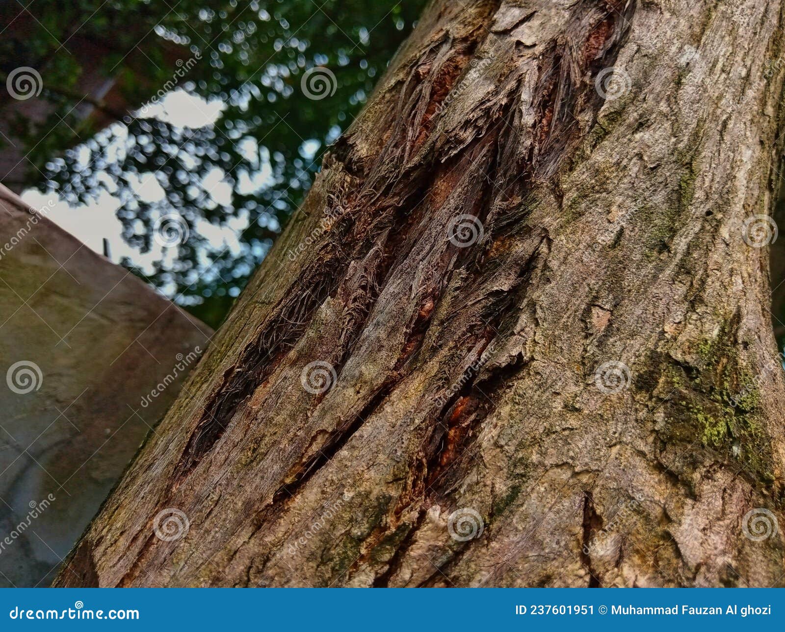 Rough wooden tree texture stock image. Image of forest - 237601951