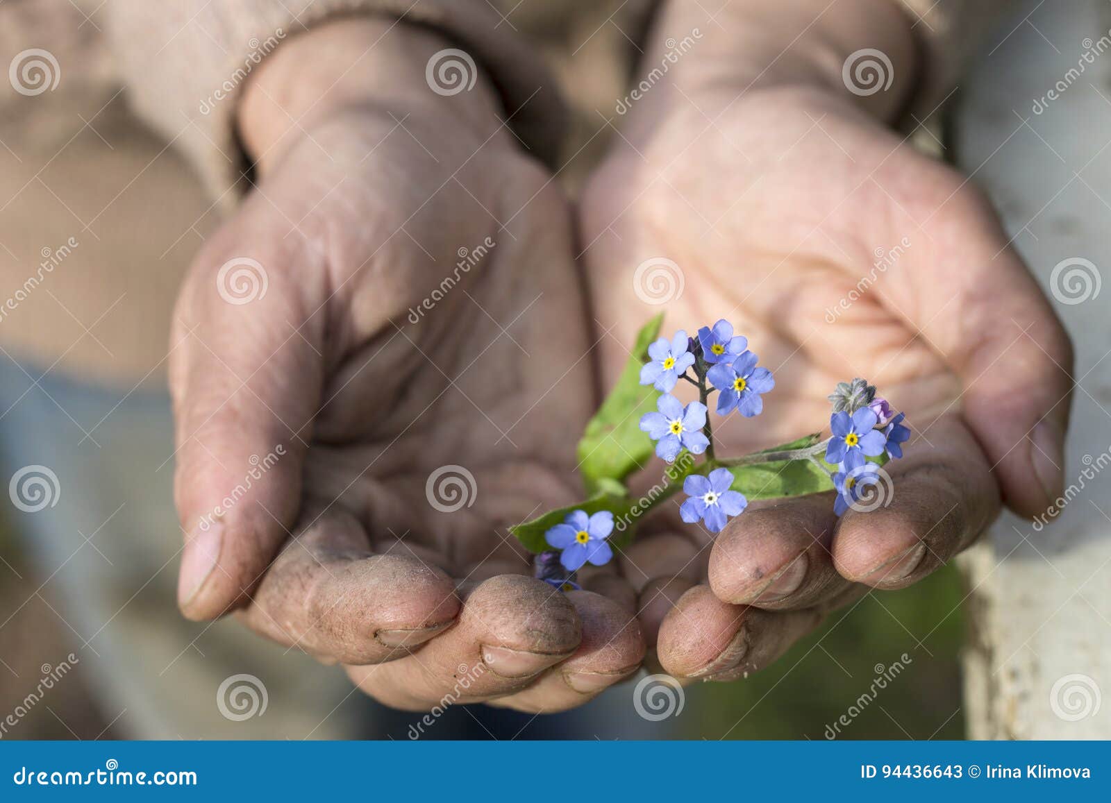 Rough Working Hands of the Woman in the Mud. Stock Image - Image of ...