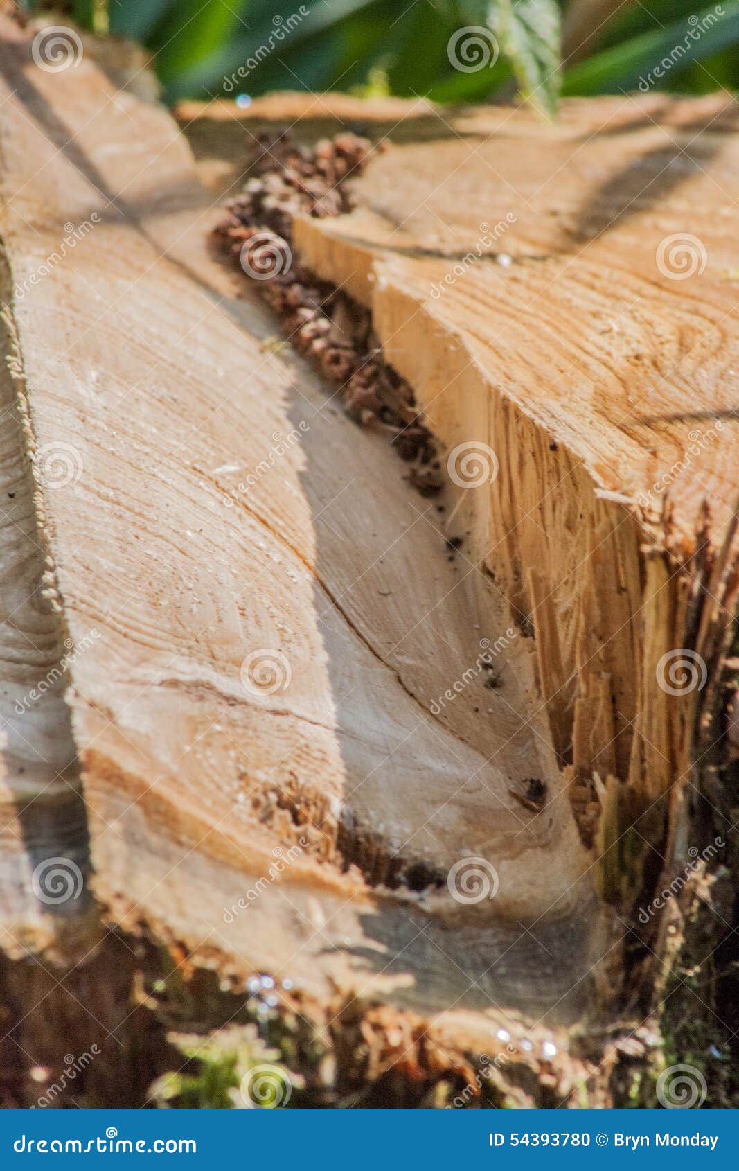 Roughly Cut Tree Stump stock photo. Image of macro, closeup - 54393780
