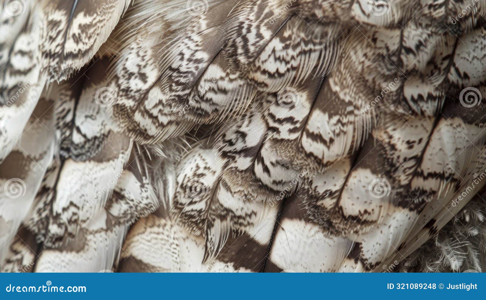The Roughness of an Owl Feather with Its Sharp Pointed Edges and Rough ...