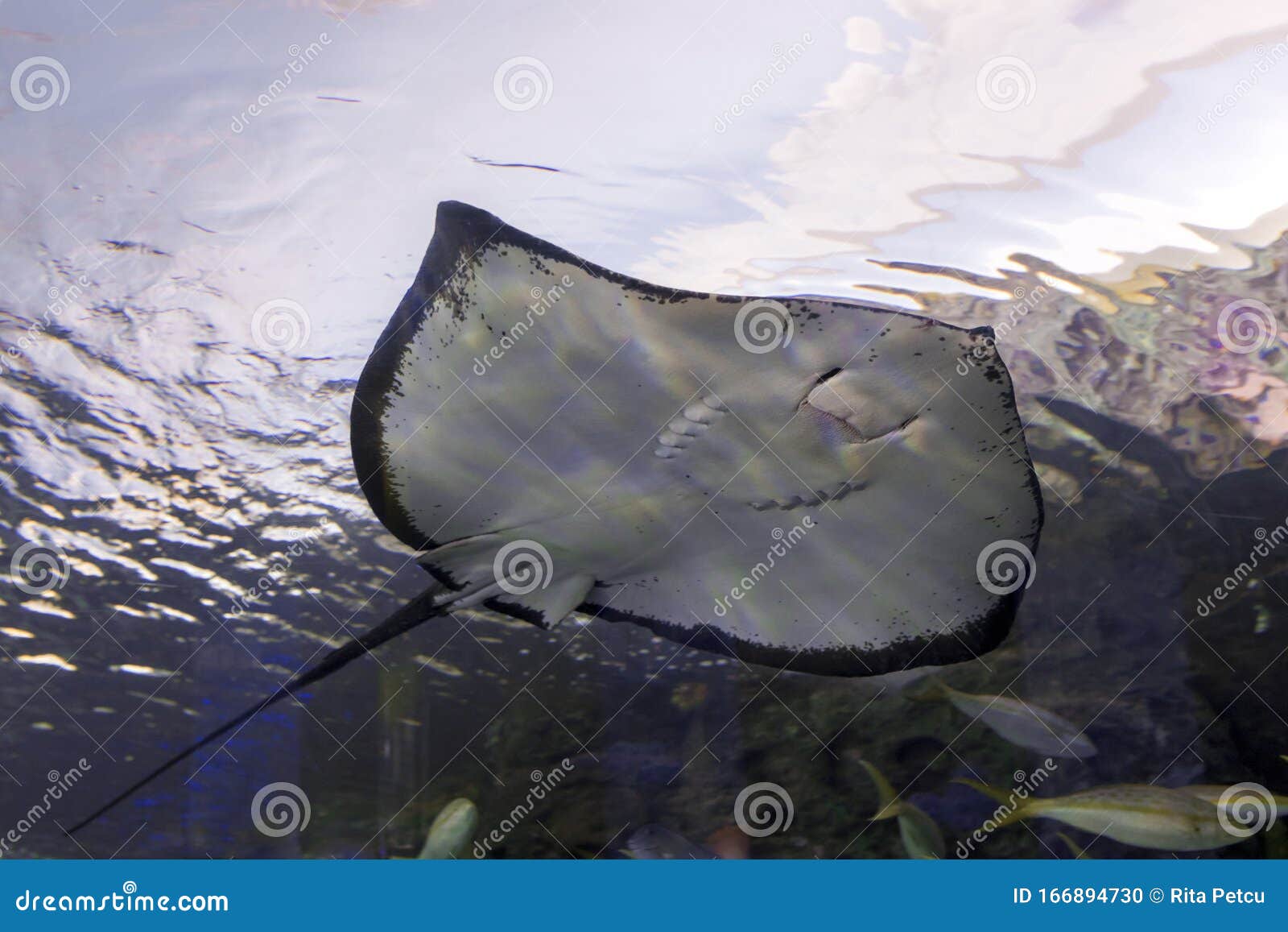 Roughtail Ray at the Aquarium Stock Photo - Image of aquatic, diving ...