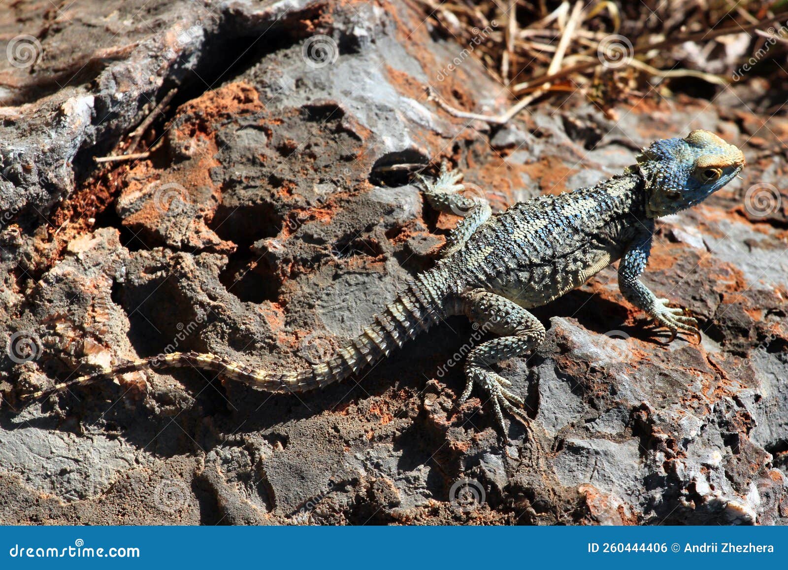 Roughtail Rock Agama, or Stellagama Stellio Lizard on a Rock, Turkey ...