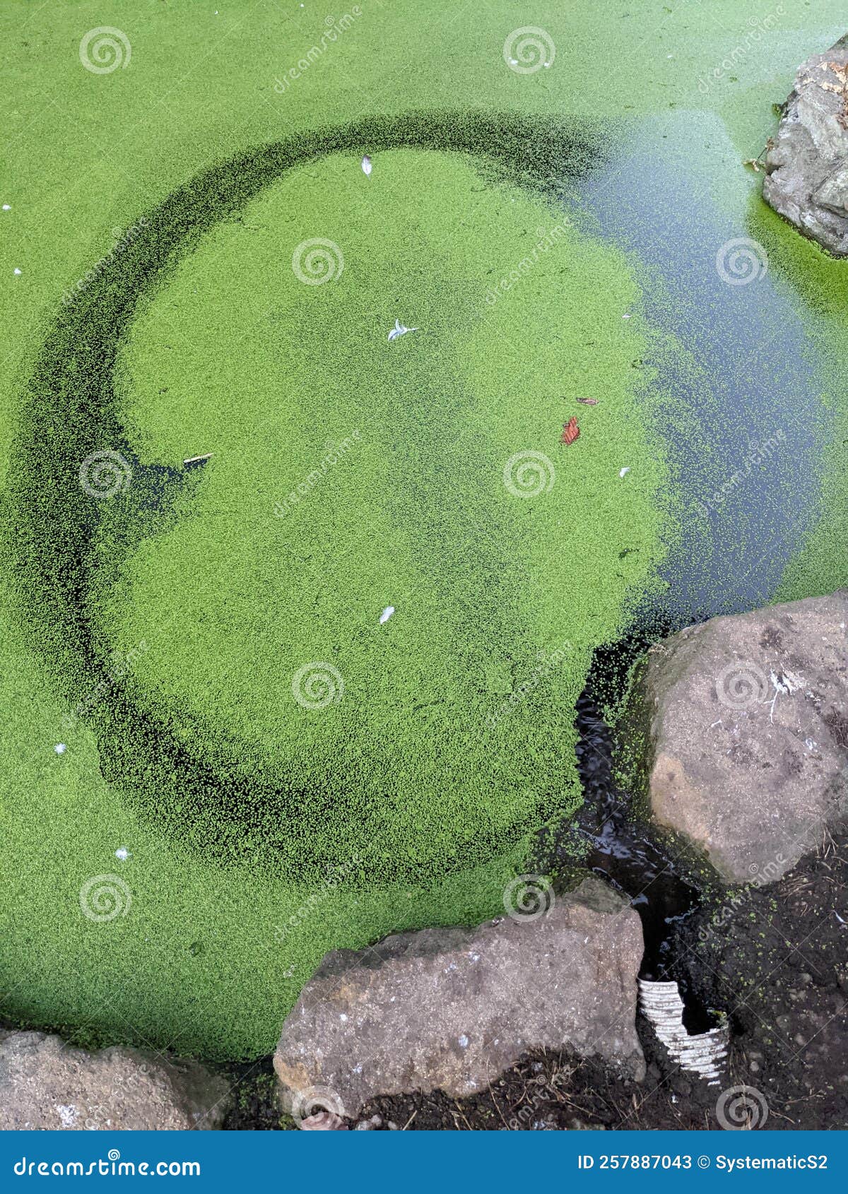 Round Algae Swirl Green Background Stock Image - Image of cartoon ...