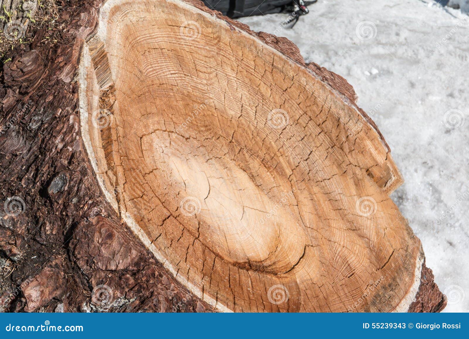 Round Annual Rings on Pine Bark Tree Wood Stock Image - Image of ...