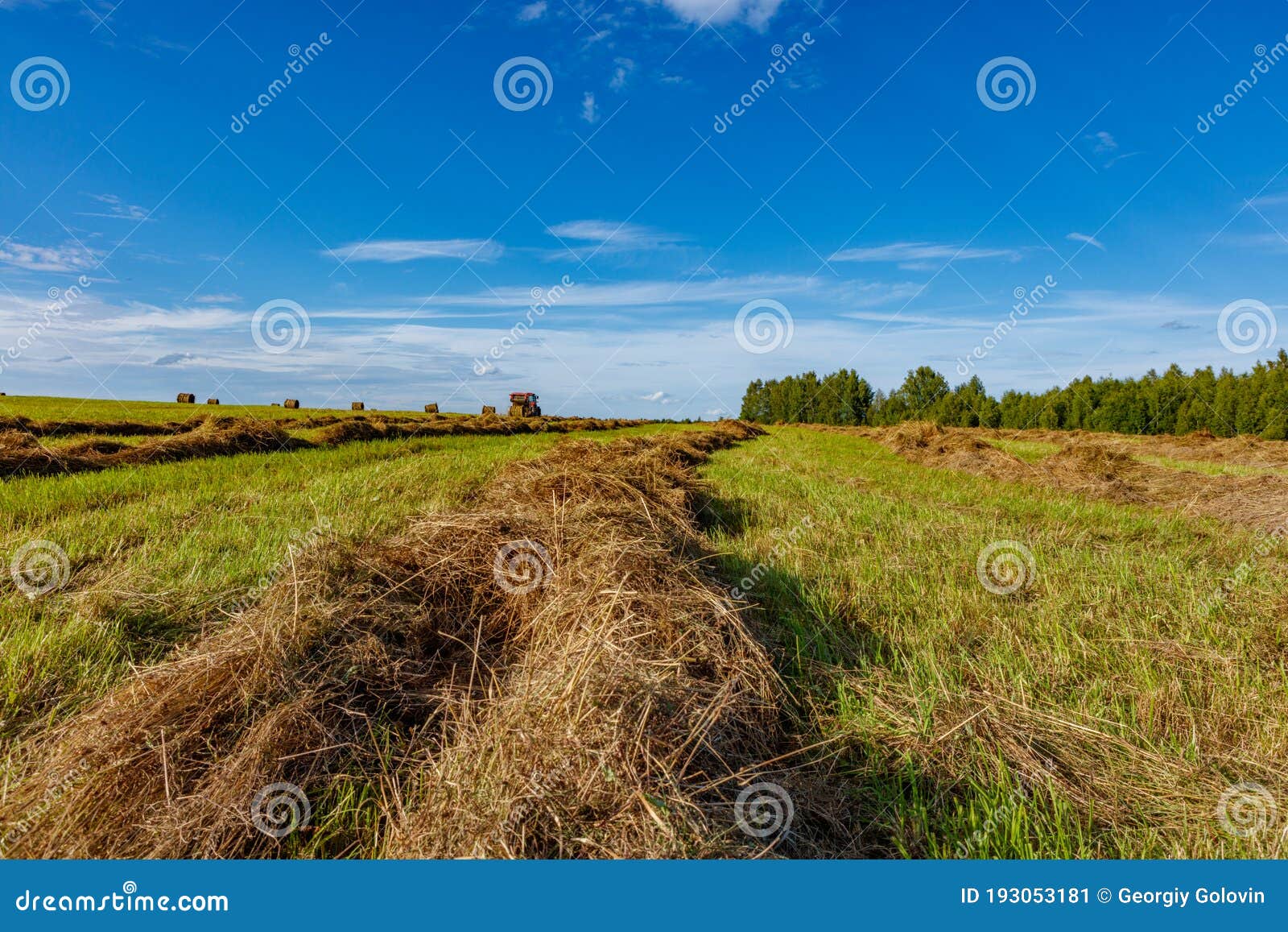 Round Bail of Hay in a Field Stock Image - Image of grain, farmland ...