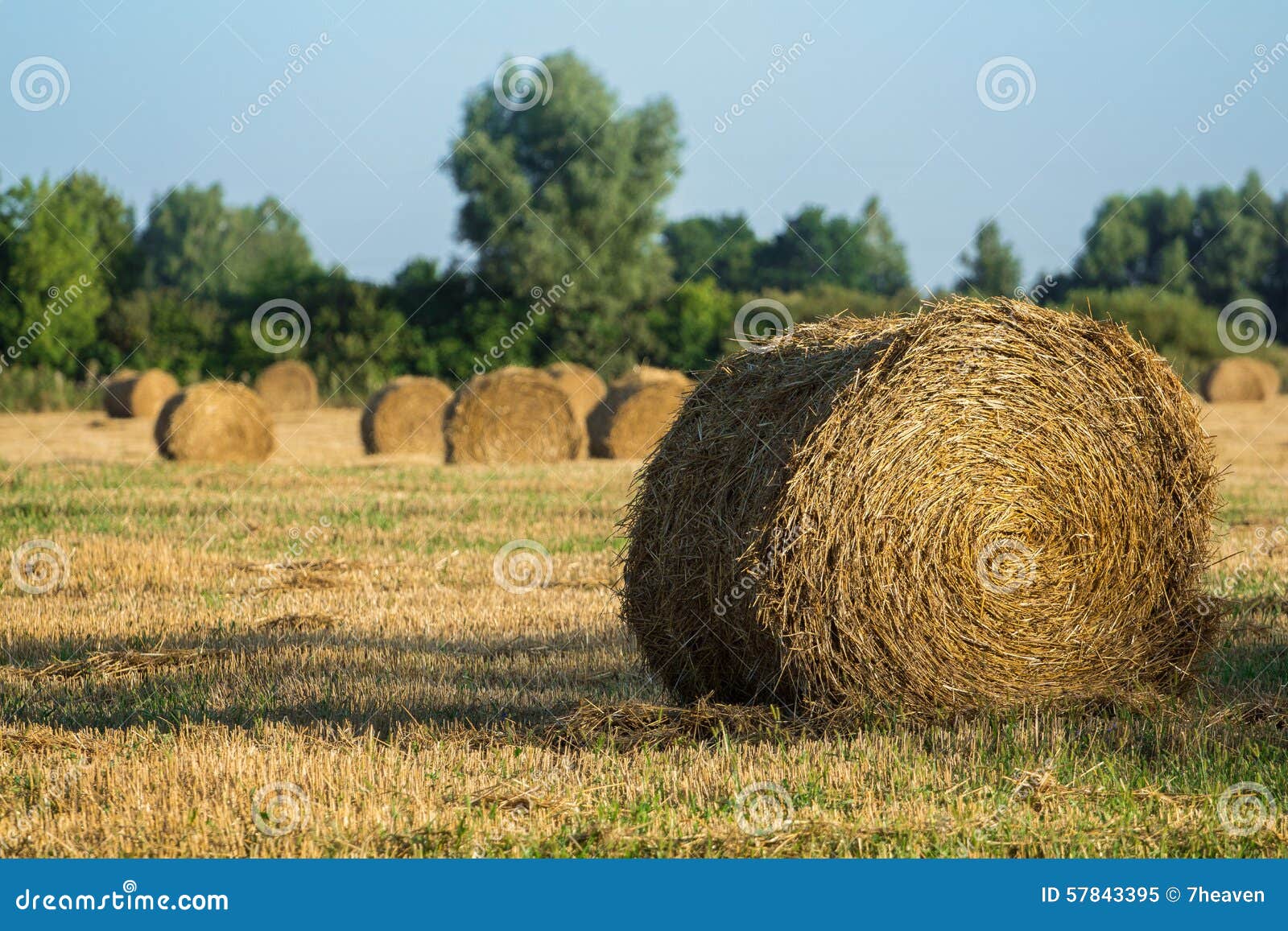 Round Bail of Hay in a Field Stock Image - Image of landscape, green ...