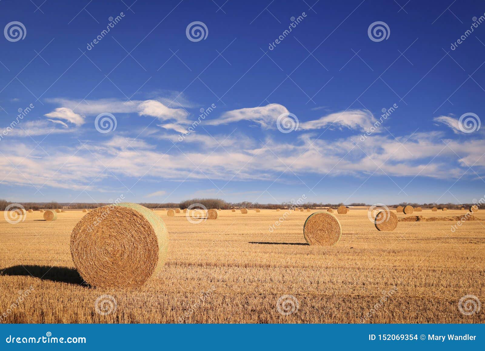 Round Bails of Hay in a Farmers Field Stock Photo - Image of bale ...