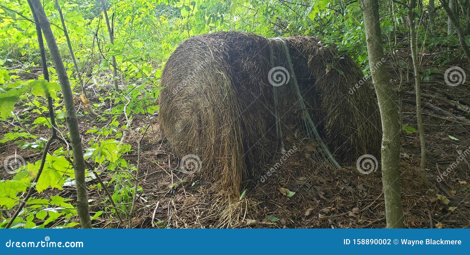 Round Bale Escaped from Farmer Deteriorating in Forest Stock Photo ...