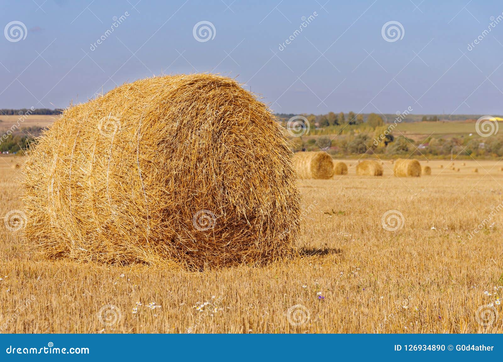 Round bale stock photo. Image of warm, rural, golden - 126934890