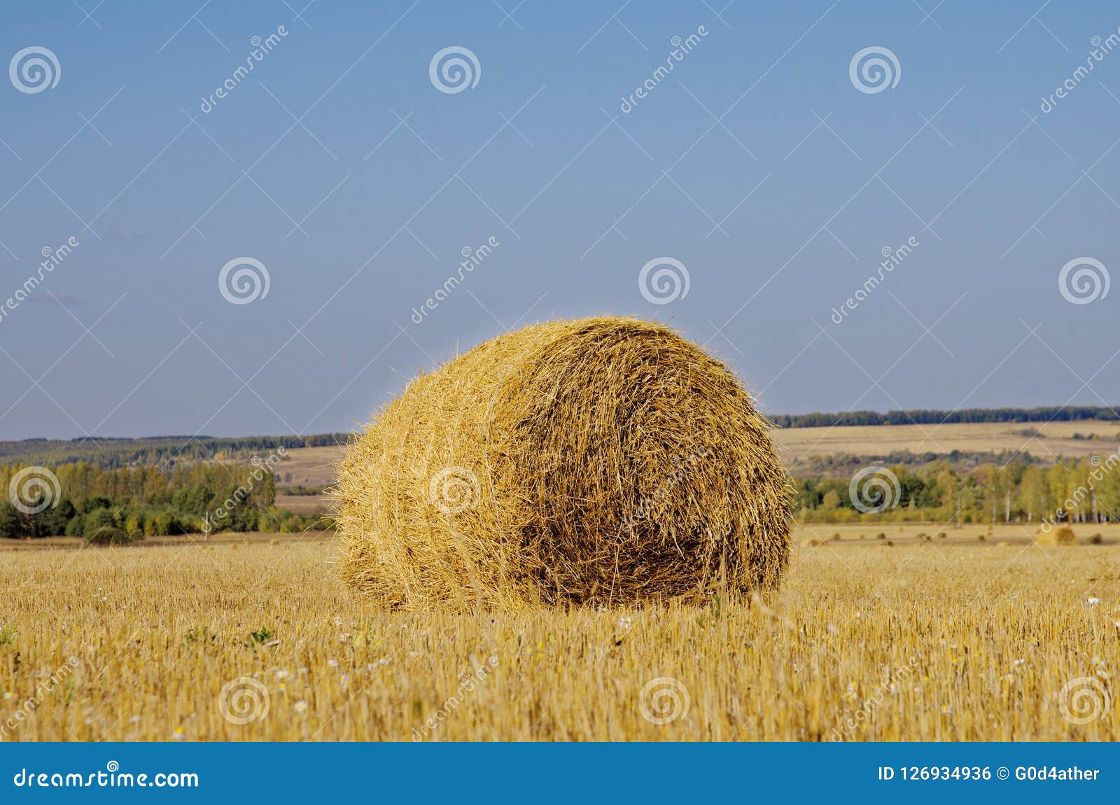 Round bale stock photo. Image of landscape, trees, farming - 126934936