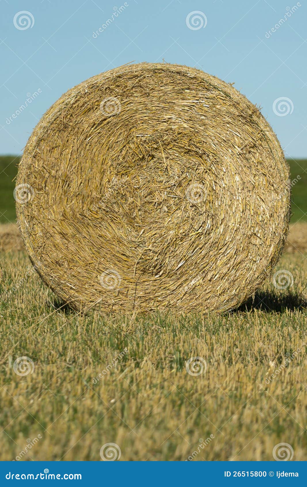 Round bale of hay stock photo. Image of horizon, harvest - 26515800