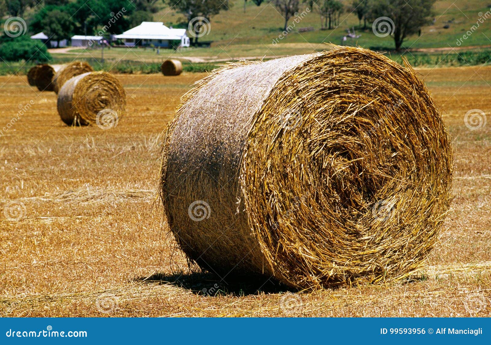 Hay round bale stock photo. Image of round, farm, australia - 99593956