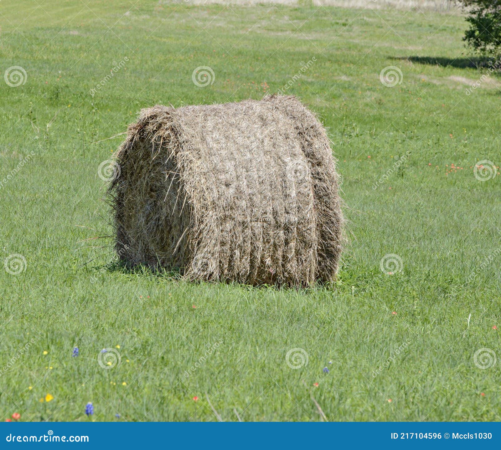 Round Bale of Hay in Meadow Stock Photo - Image of single, nature ...