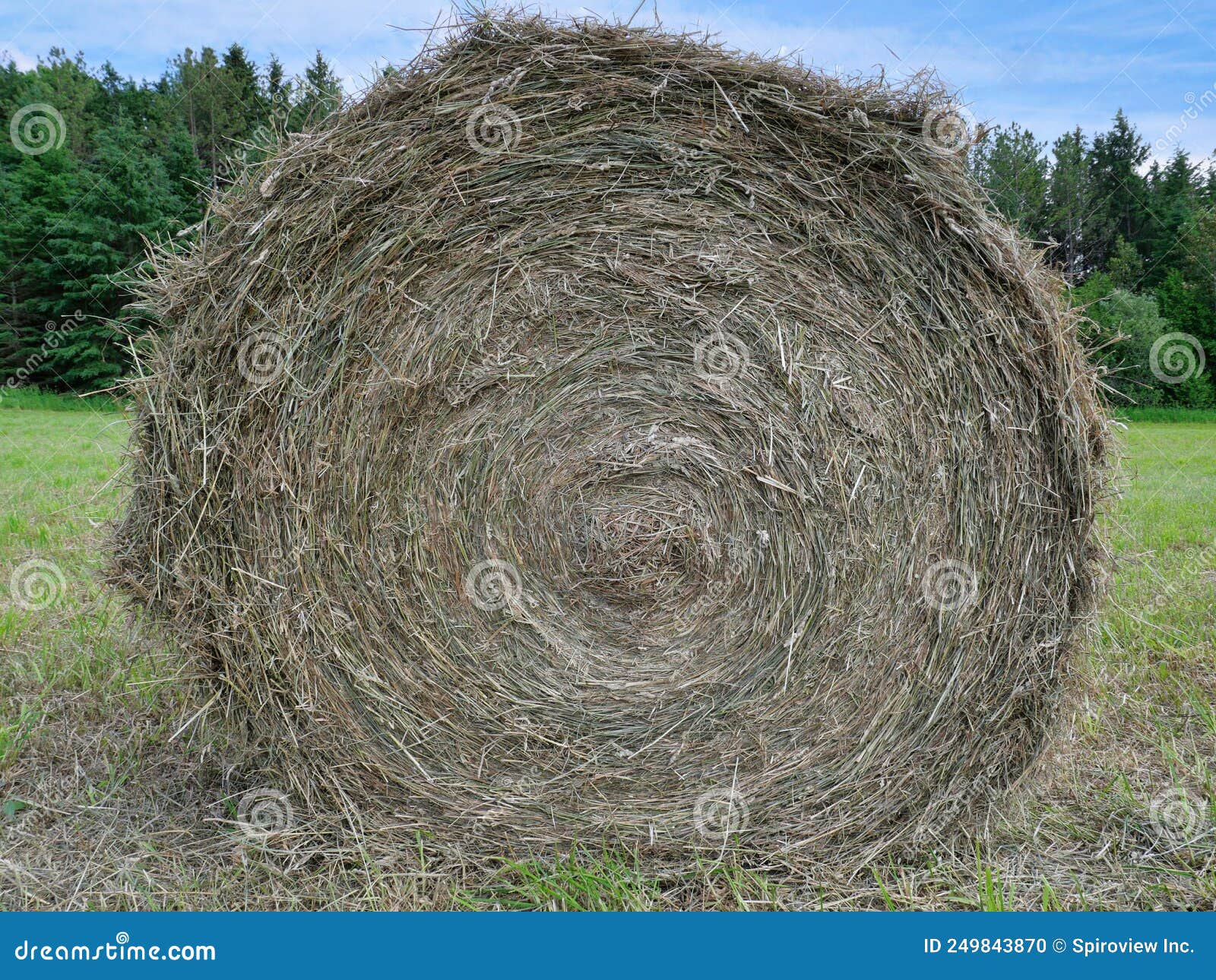 Round bale of hay stock photo. Image of view, summer - 249843870