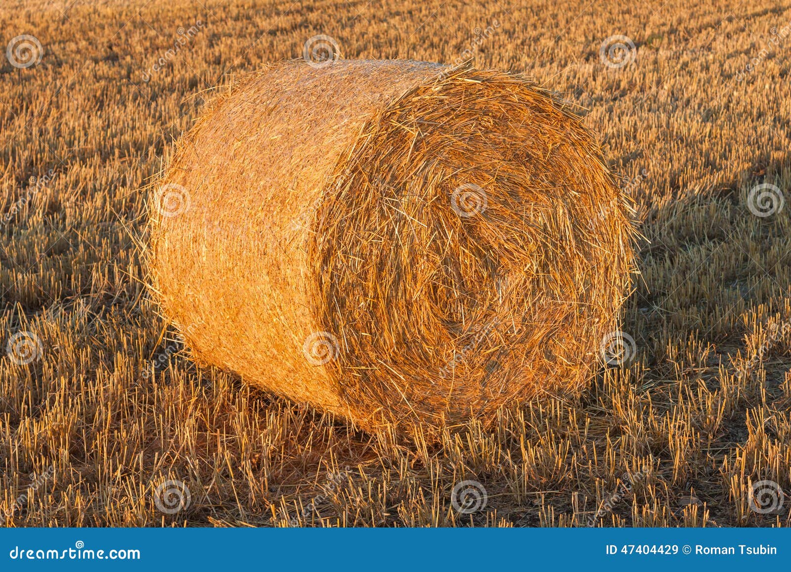 Round Bale of Straw in the Meadow Stock Image - Image of circular ...