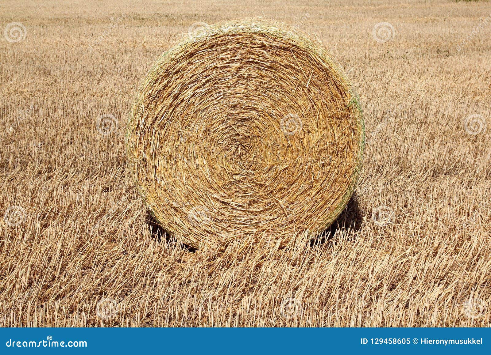 Round bale of straw stock image. Image of roll, knotted - 129458605