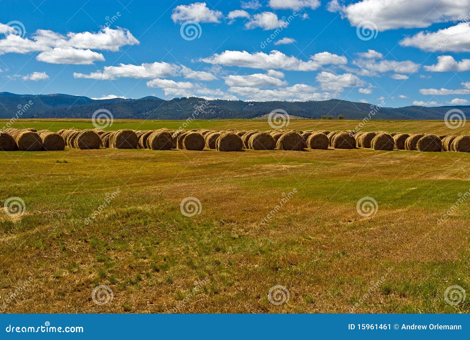 Round Bales stock image. Image of farmland, harvested - 15961461