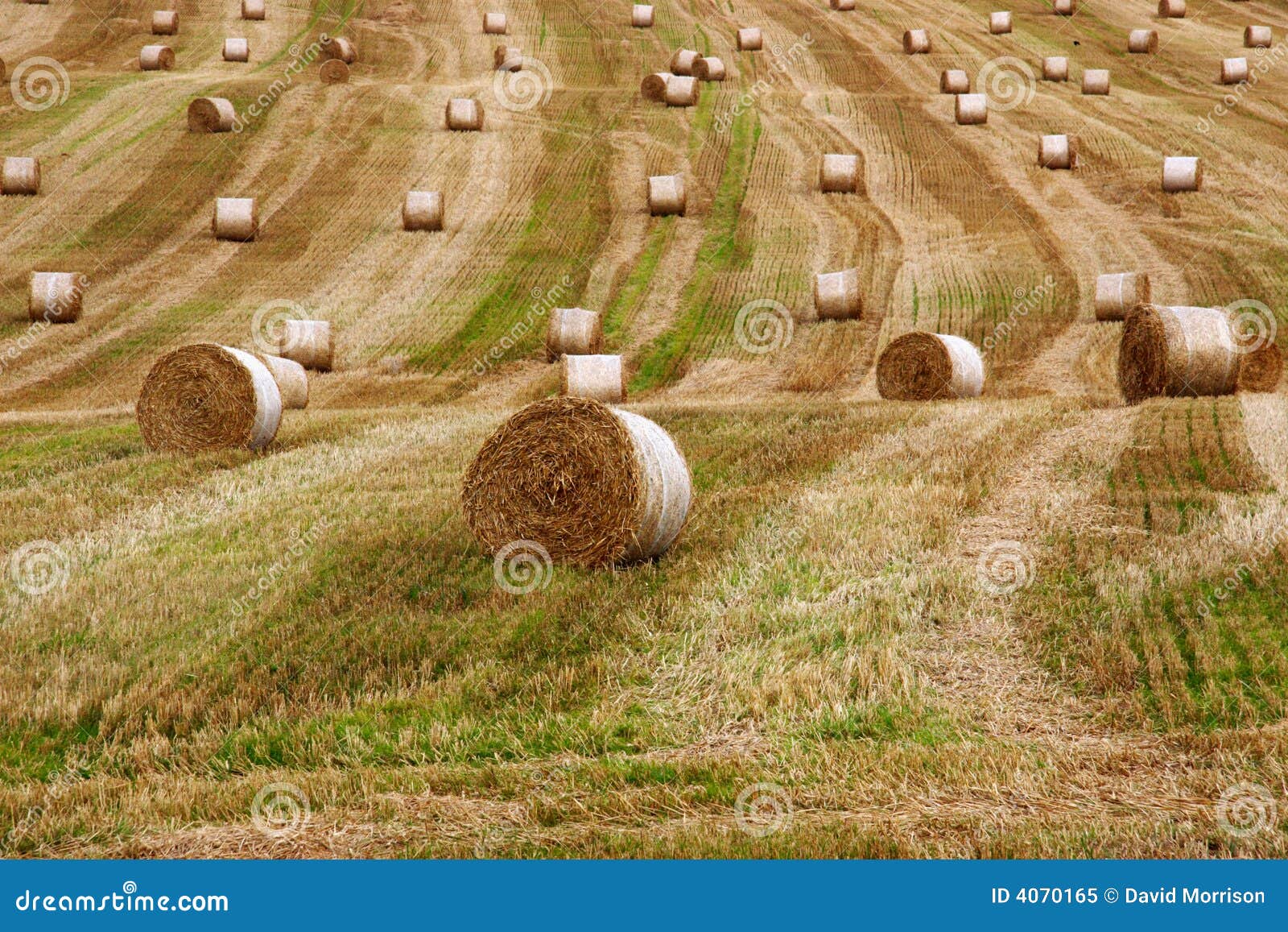 Round bales 2 stock image. Image of crop, green, farmer - 4070165