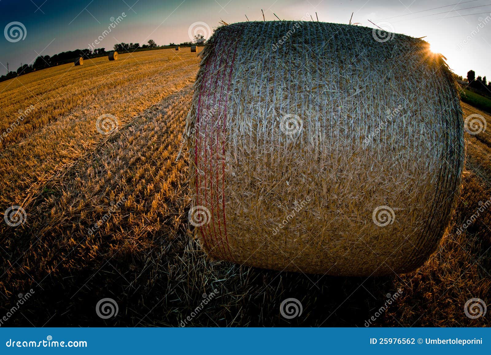 Round bales stock photo. Image of bales, summer, cylinder - 25976562